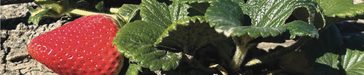 Valent BioSciences – California Transit® Biostimulant Grower Program